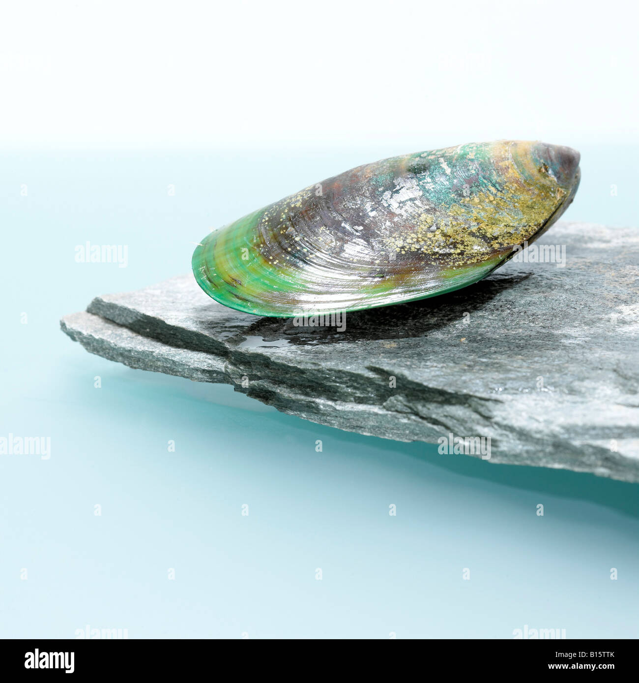 Perna canaliculus hi-res stock photography and images - Alamy