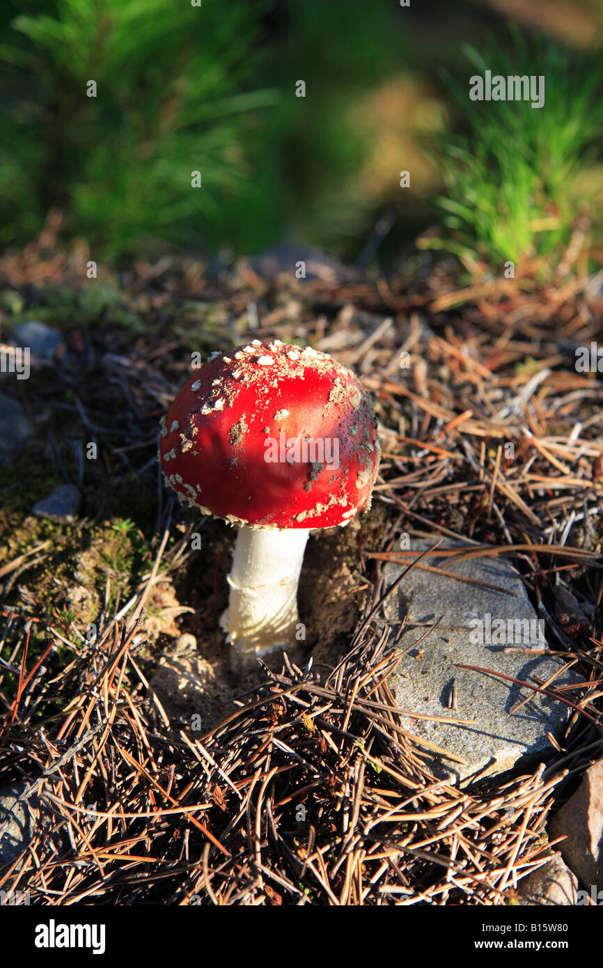 Highland scotland fungi hi-res stock photography and images - Alamy
