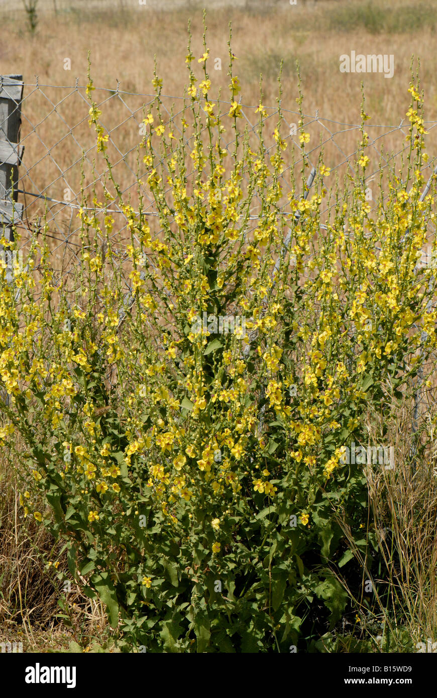 Mullein verbascum sinuatum hi-res stock photography and images - Alamy