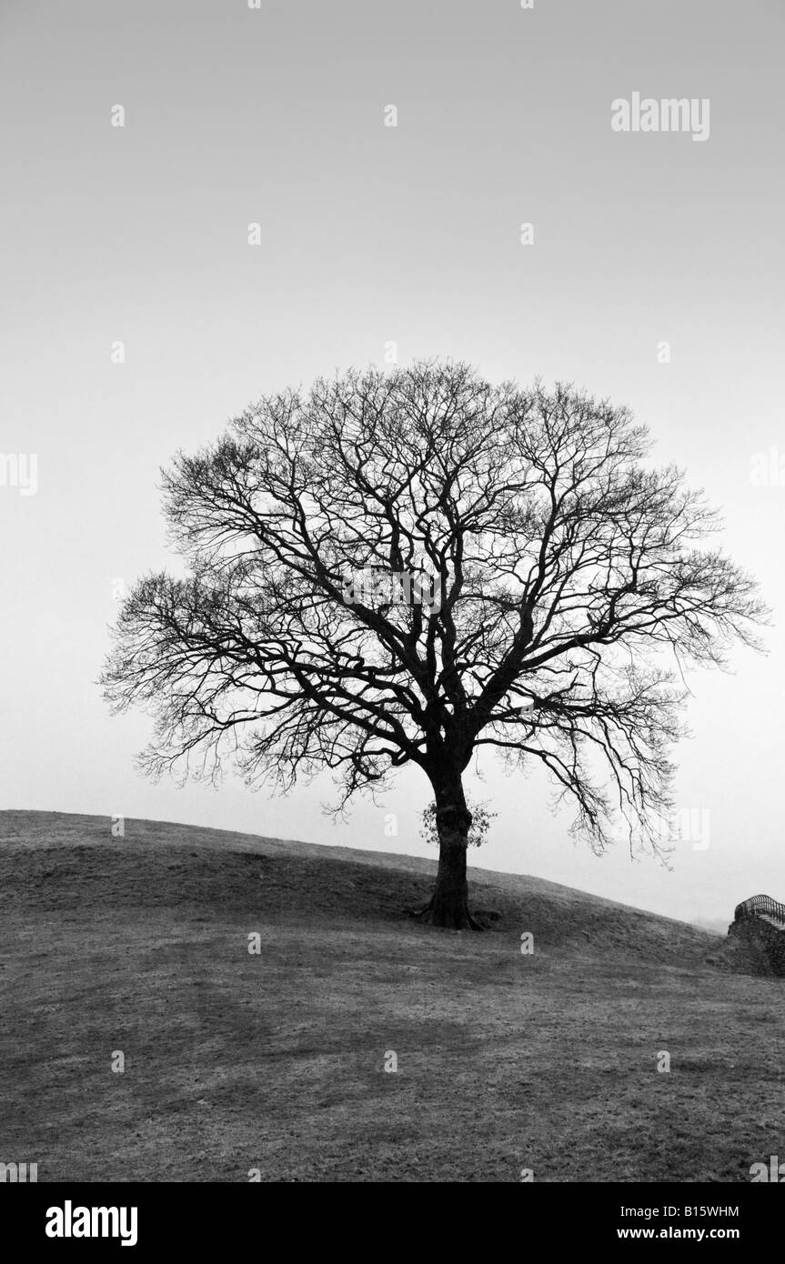 English countryside with single tree Black and White Stock Photos ...