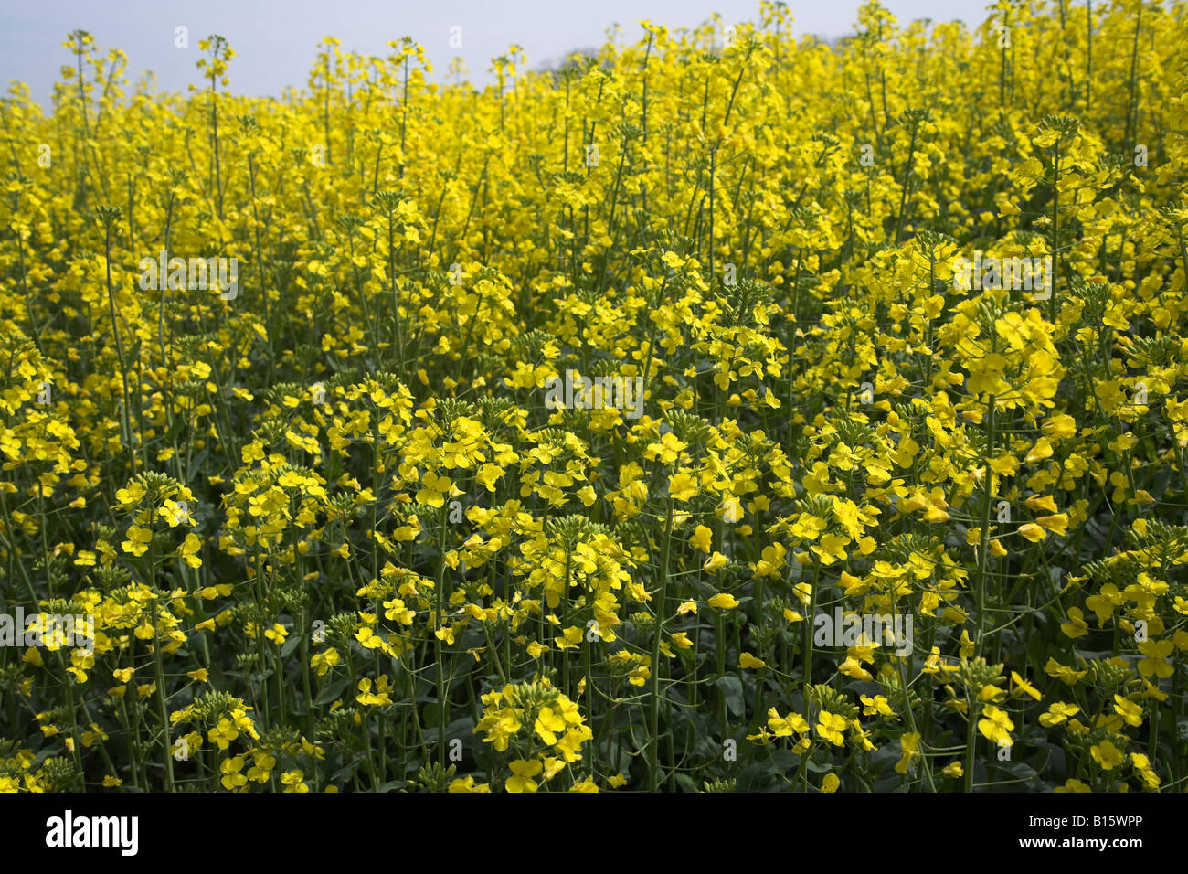 Oil seed rape or canola side view yellow flowers Stock Photo - Alamy