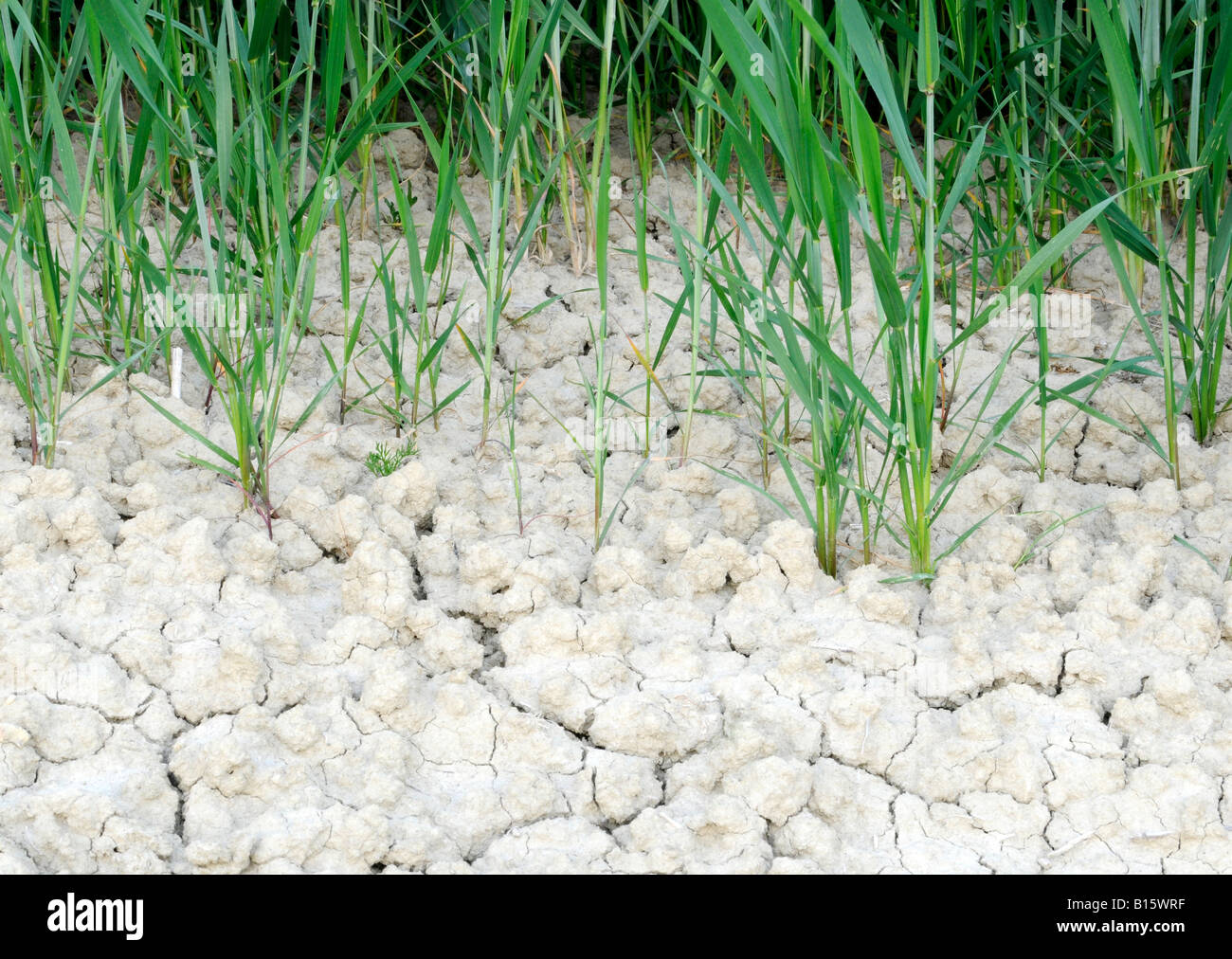 Dry soil in Valle de Orcia Tuscany Italy Stock Photo - Alamy
