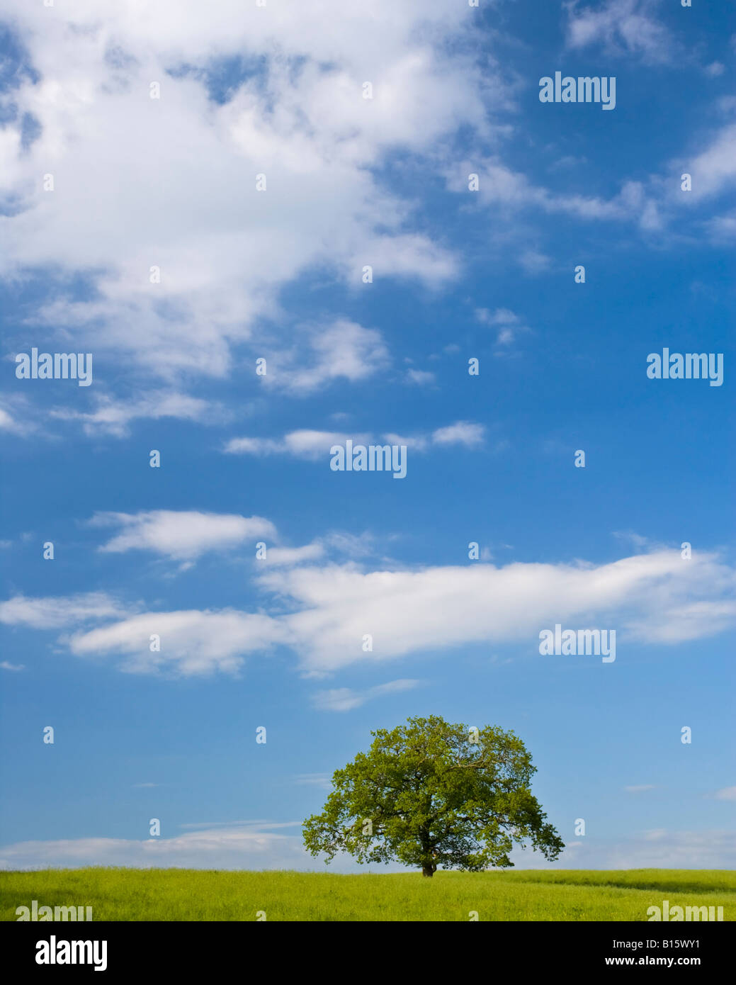 Lone oak tree in a pasture field under a summer sky near Once Brewed in ...