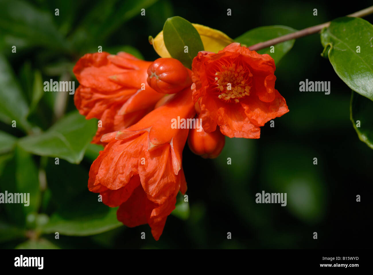 Pomegranate tree flowering hi-res stock photography and images - Alamy