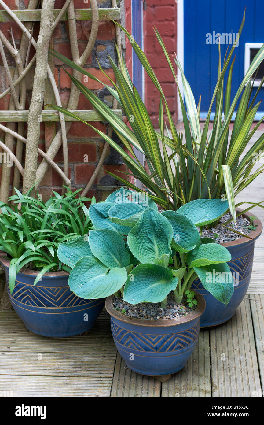 Hosta Pots Stock Photos & Hosta Pots Stock Images - Alamy