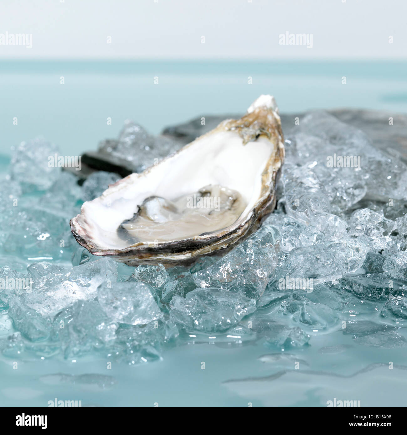 Open oyster on ice, close-up Stock Photo - Alamy