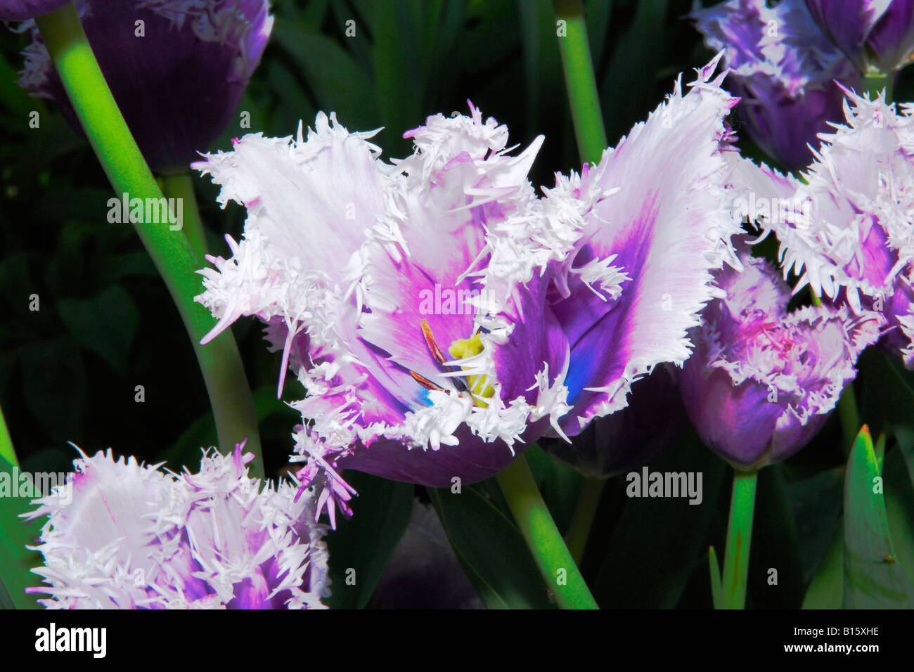 National Gardens Scheme , Open Suburban Garden Day for charity , close ...