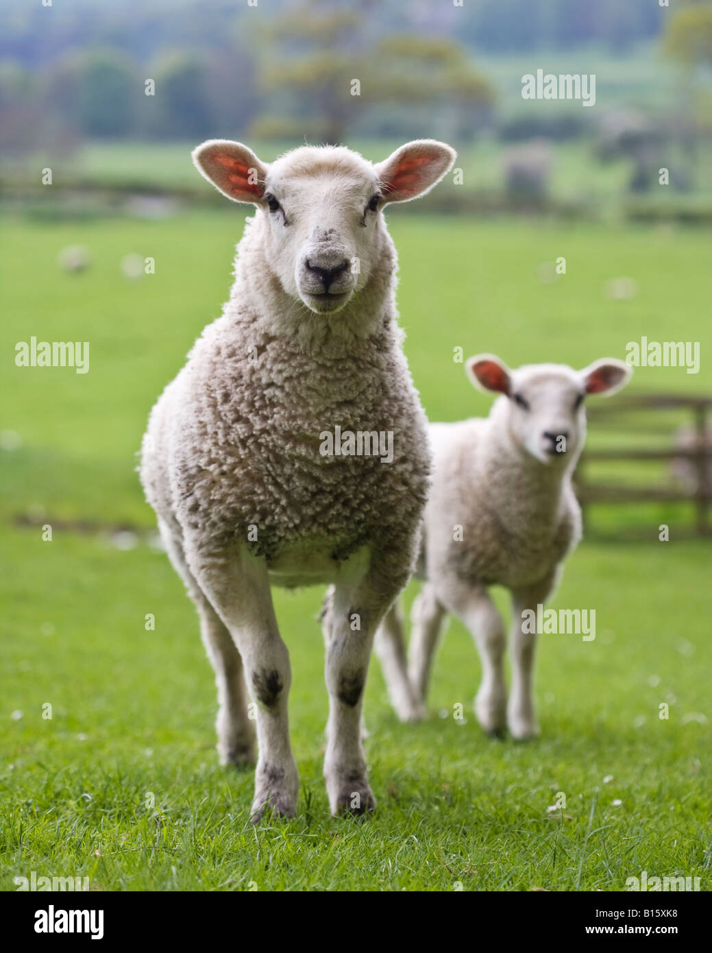 Spring animals england hi-res stock photography and images - Alamy