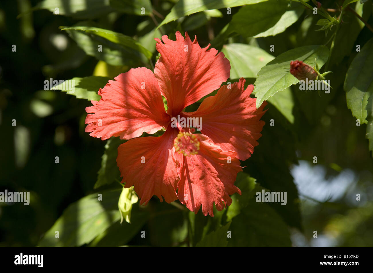 Hibiscus curry hi-res stock photography and images - Alamy