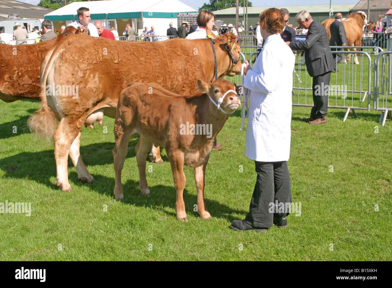 Prize cow hi-res stock photography and images - Alamy