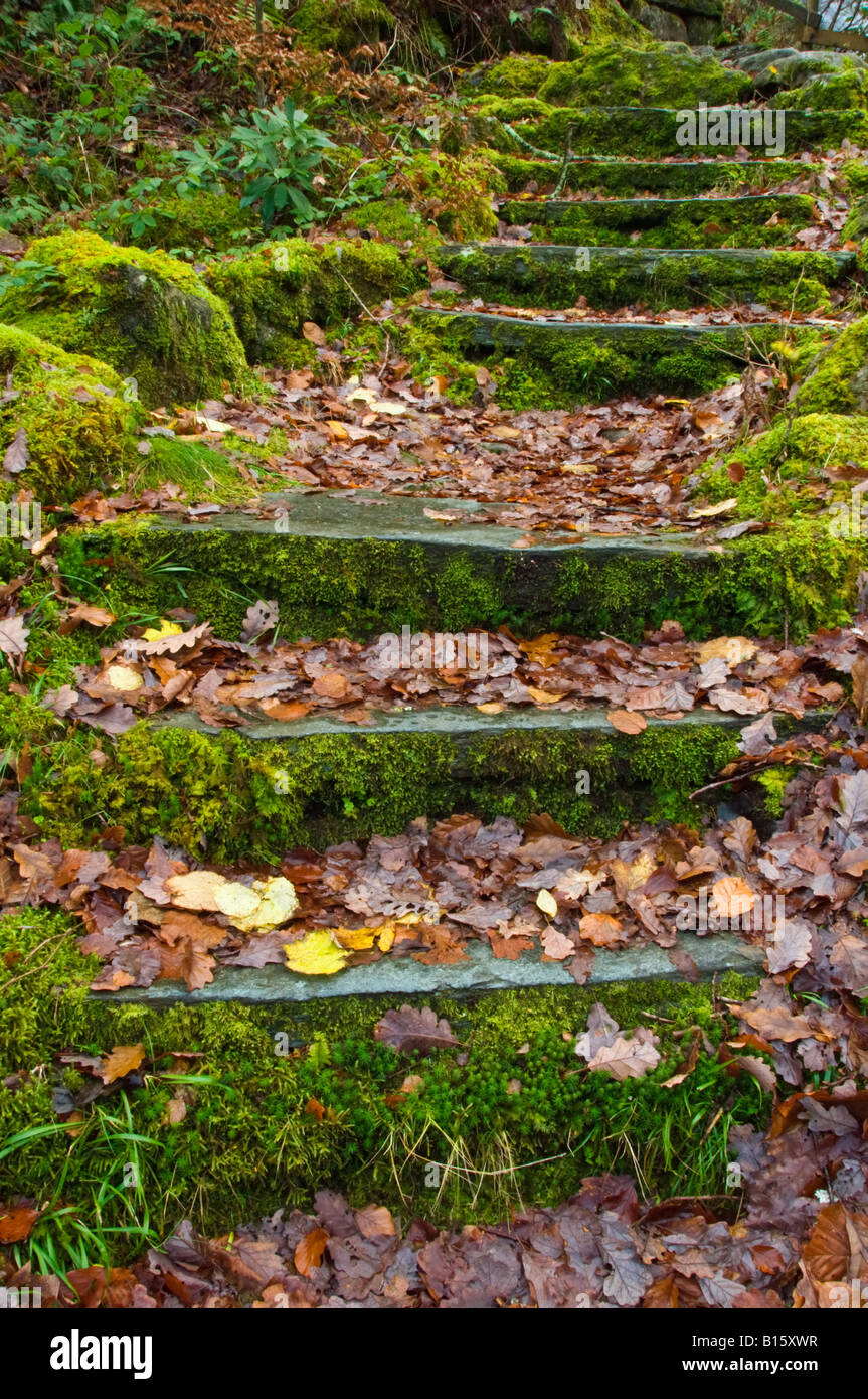 Leafy autumn steps Stock Photo - Alamy