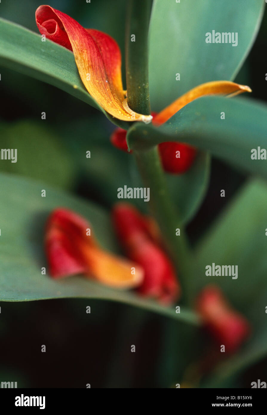 Curled leaf hi-res stock photography and images - Alamy