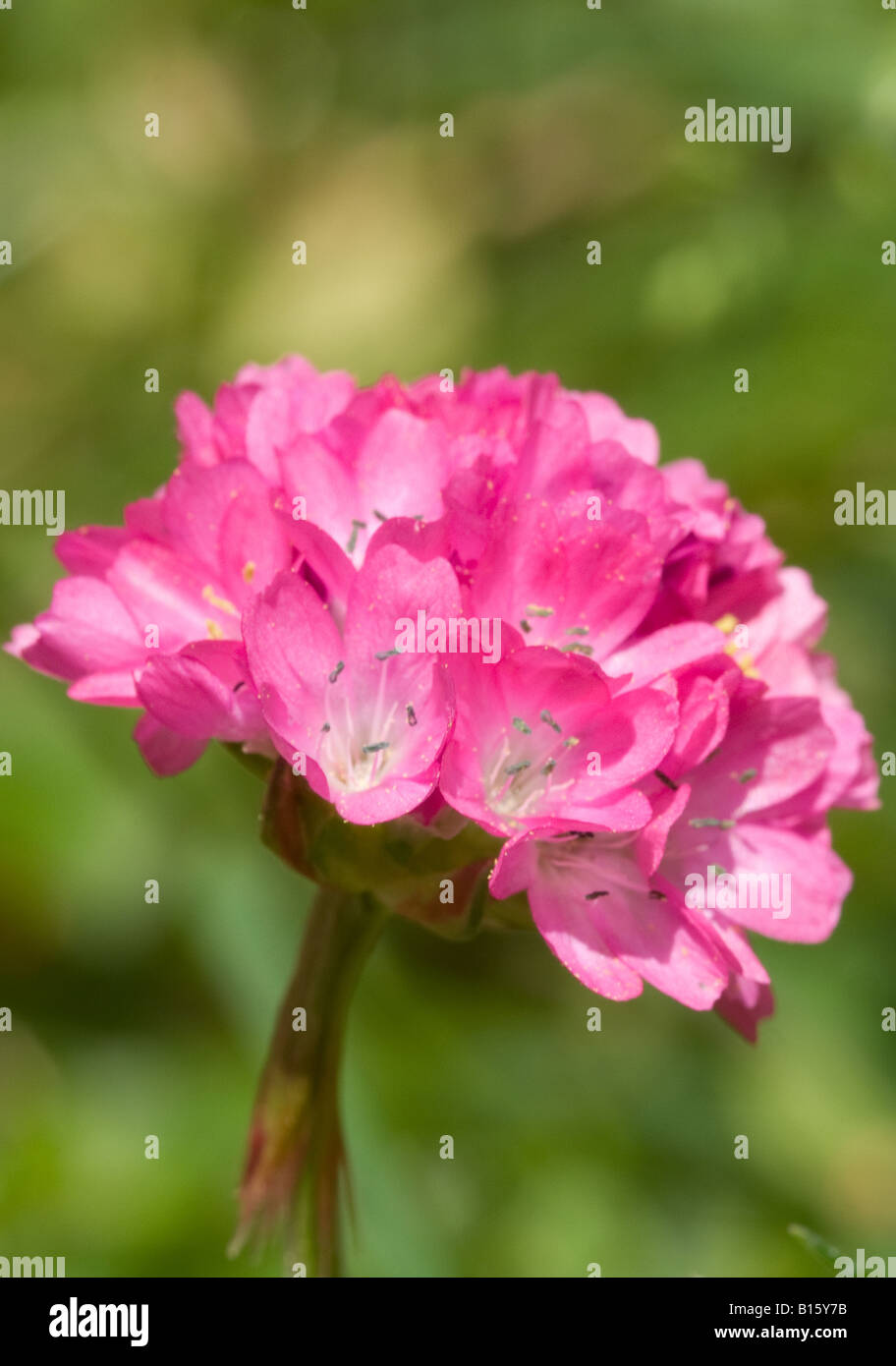 Closeup of a Sea Pink Flower Head in a Cheshire Garden England United ...