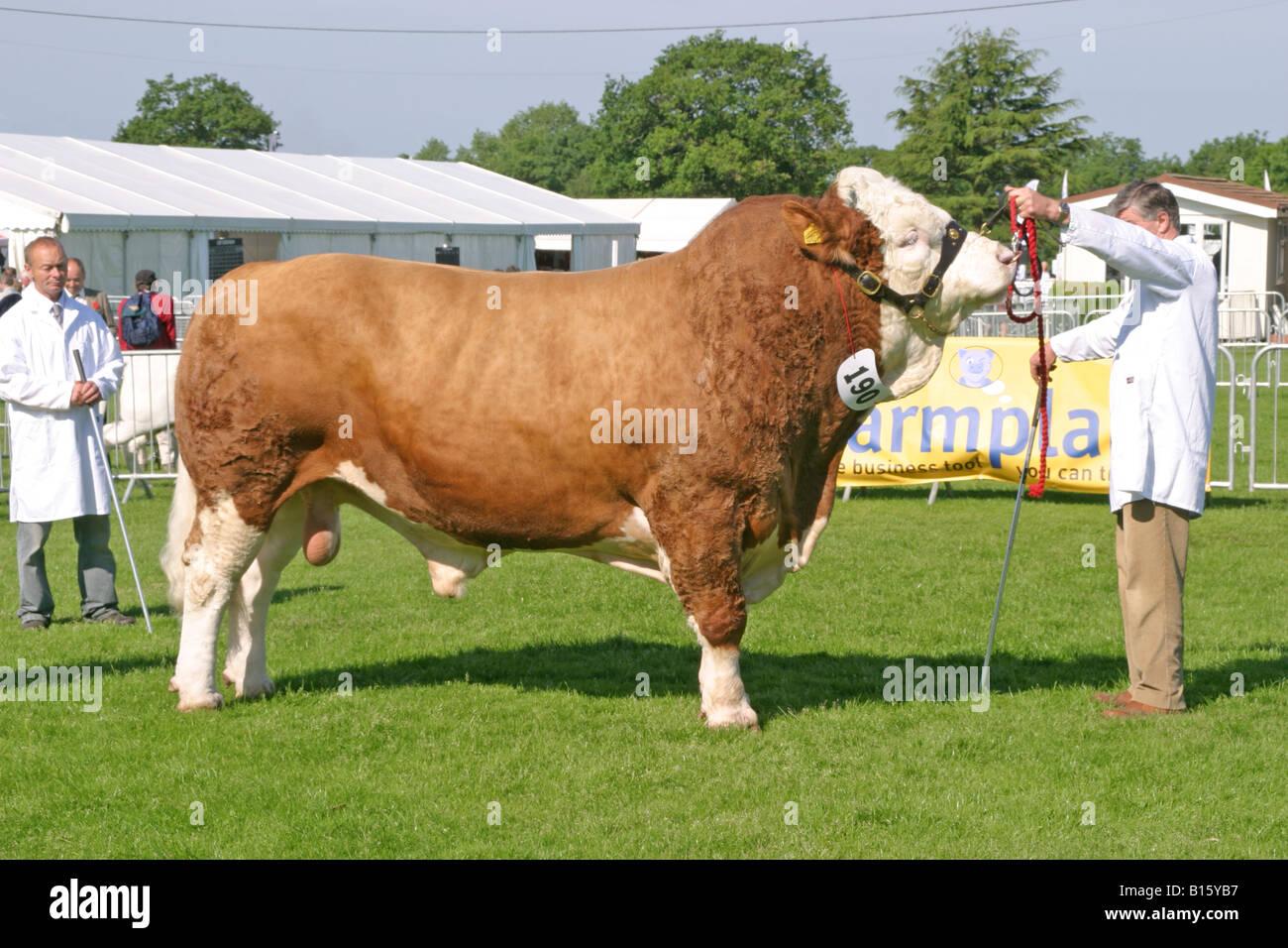 Simmental Breed Stock Photos & Simmental Breed Stock Images - Alamy