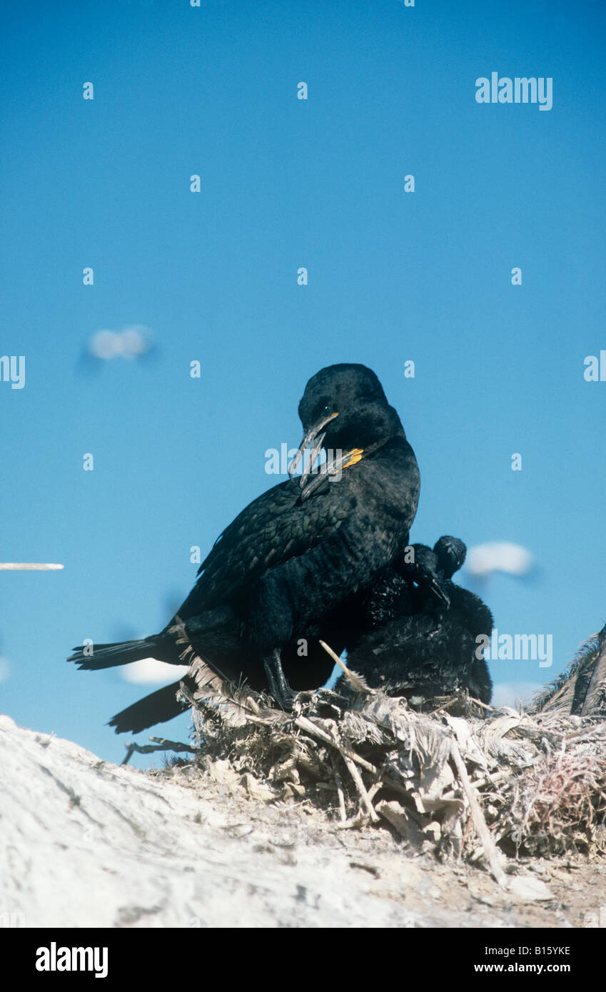 Cape cormorant Phalacrocorax capensis Phalacrocoracidae male preening ...