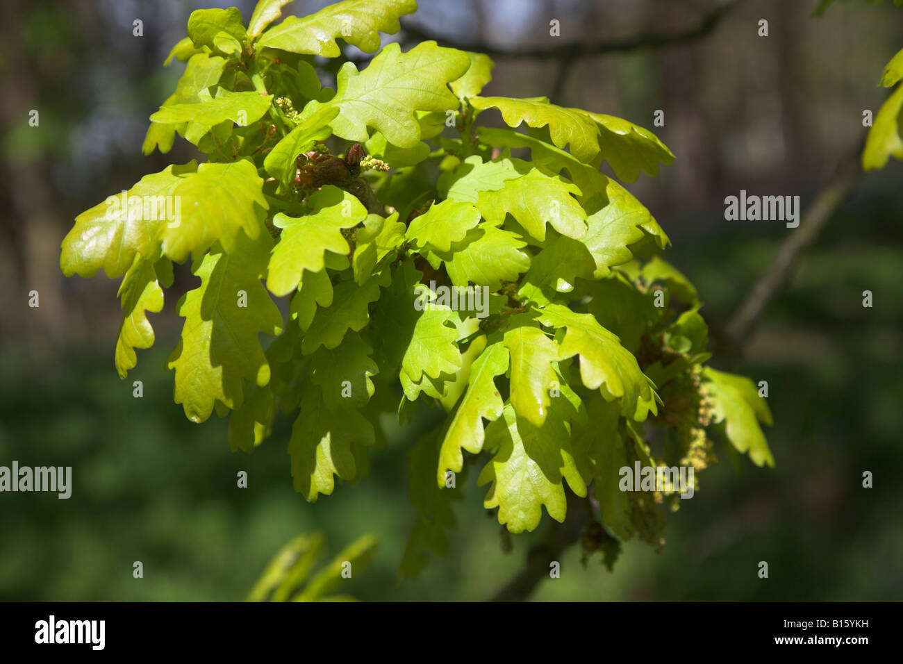 Oak Tree In Spring High Resolution Stock Photography and Images - Alamy