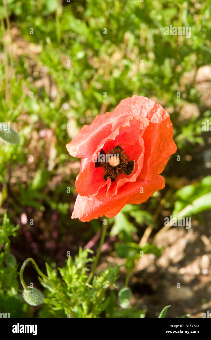red poppies on the meadow Stock Photo - Alamy