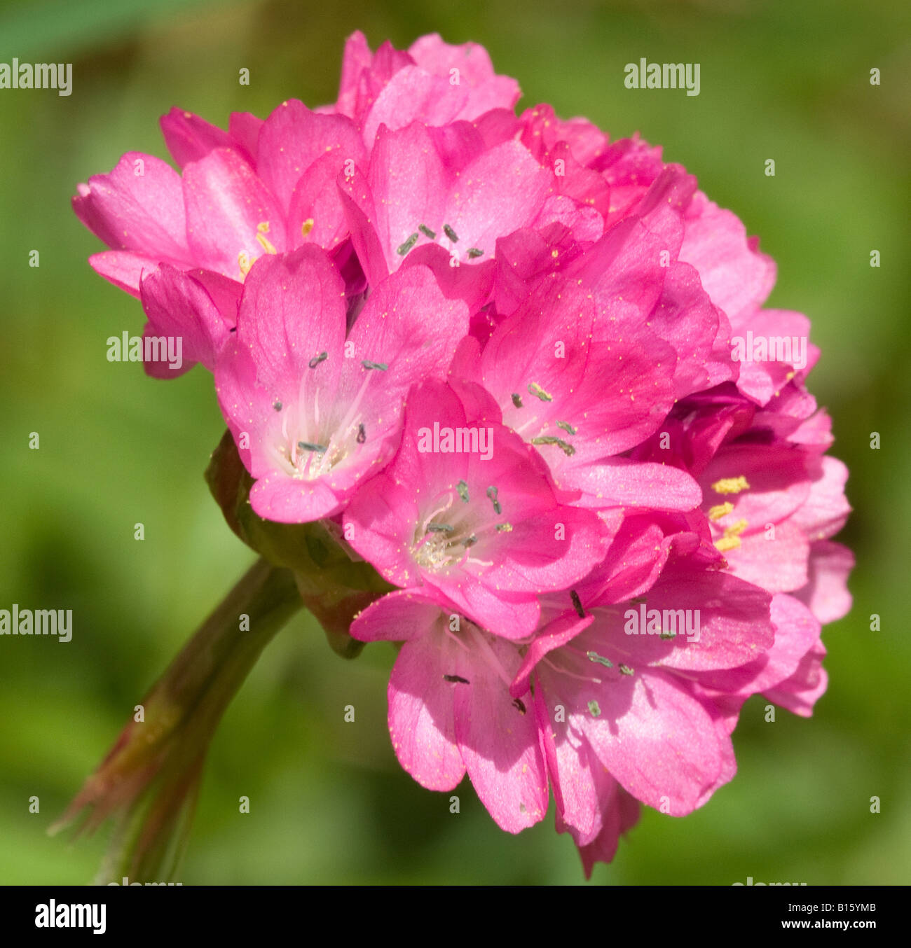 Closeup of a Sea Pink Flower Head in a Cheshire Garden England United ...