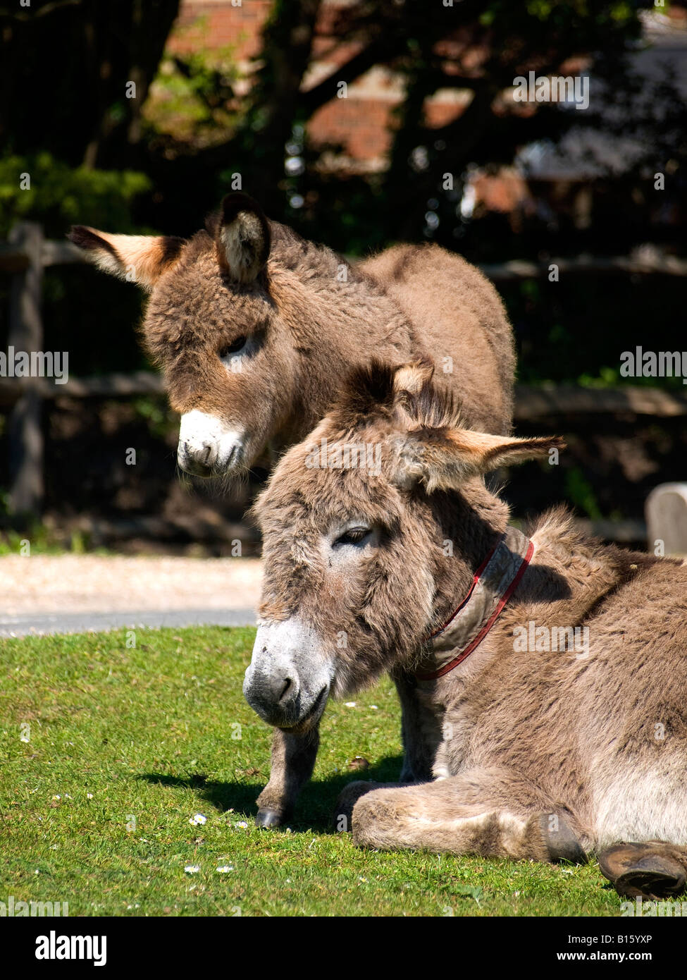 Donkey foal hi-res stock photography and images - Alamy