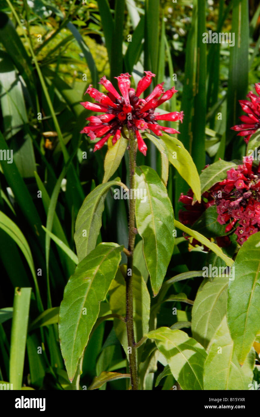 National Gardens Scheme close up of beautiful spiky bright red flowers ...
