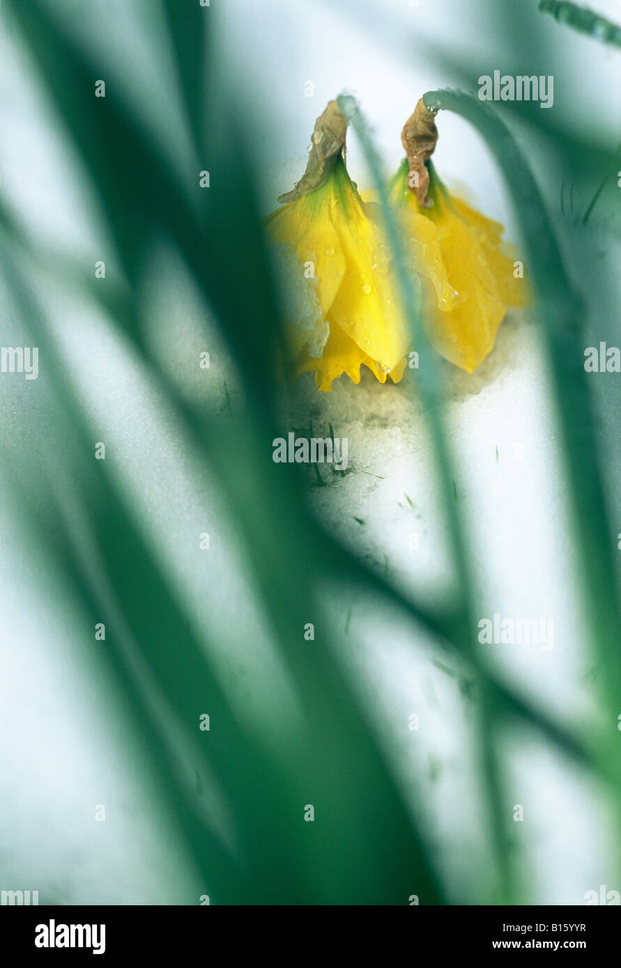Two yellow Daffodil flowers bowing into the snow photographed through ...