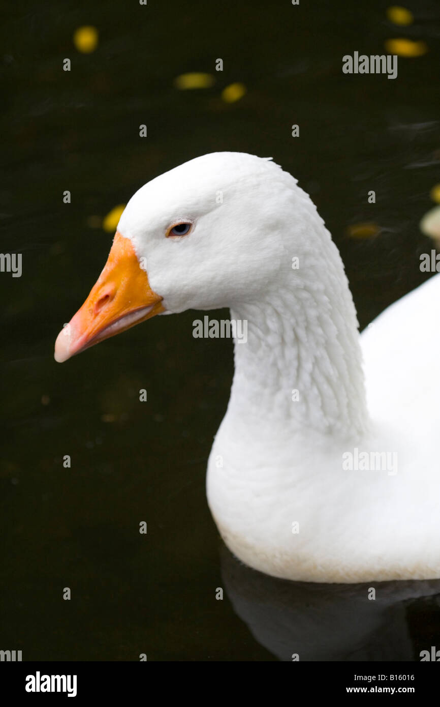 Big fat duck hi-res stock photography and images - Alamy