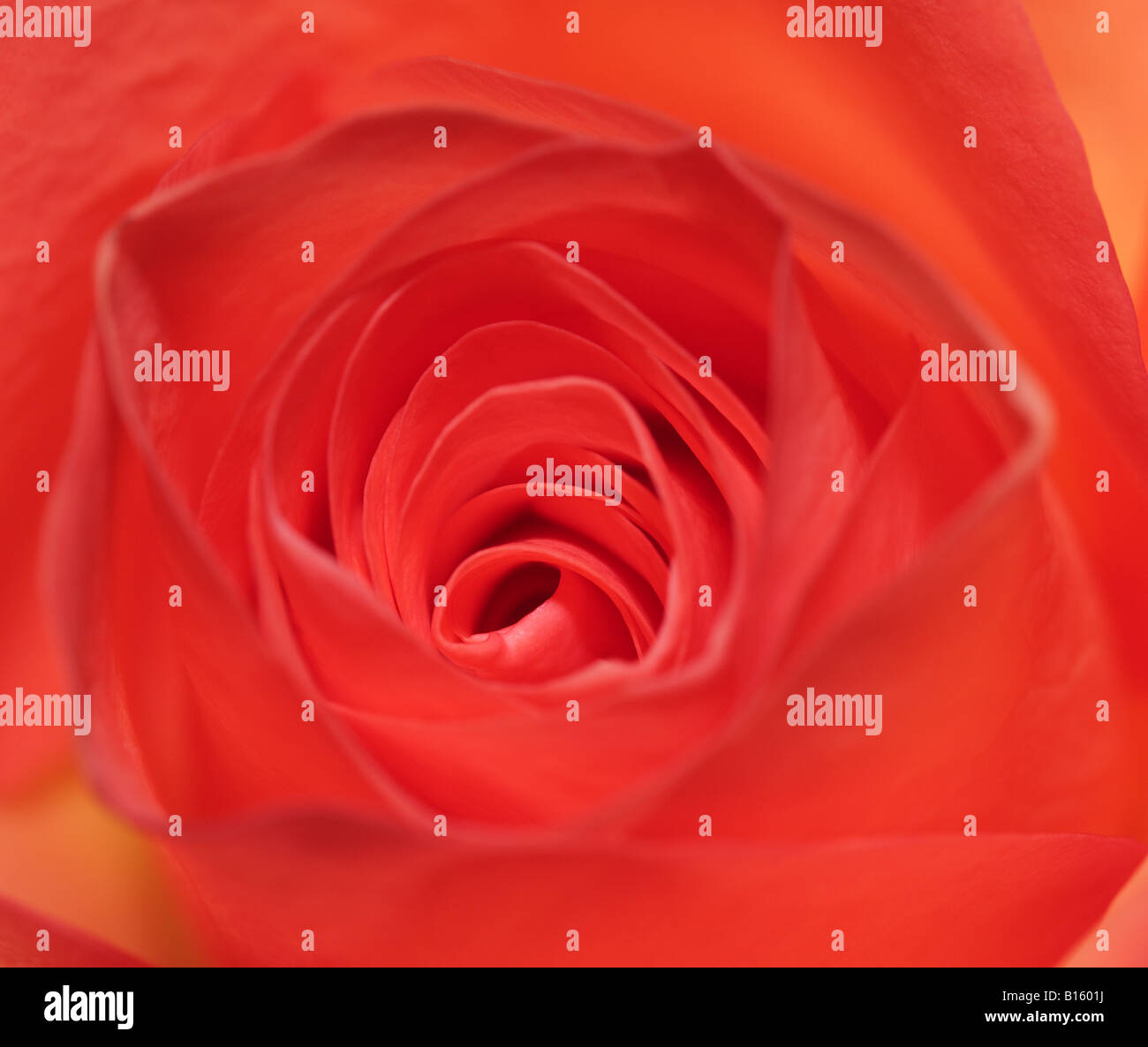 Center of a rose Stock Photo - Alamy