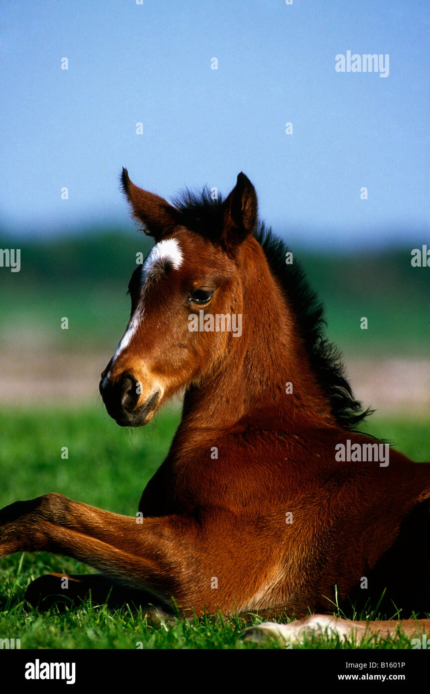 Thoroughbred foal, Co Kildare, Ireland Stock Photo - Alamy