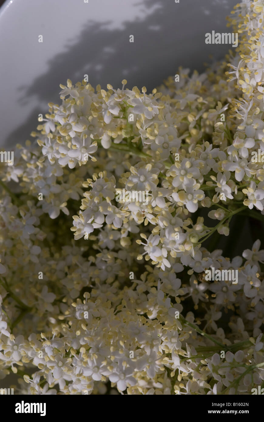 Elderflower buds hi-res stock photography and images - Alamy