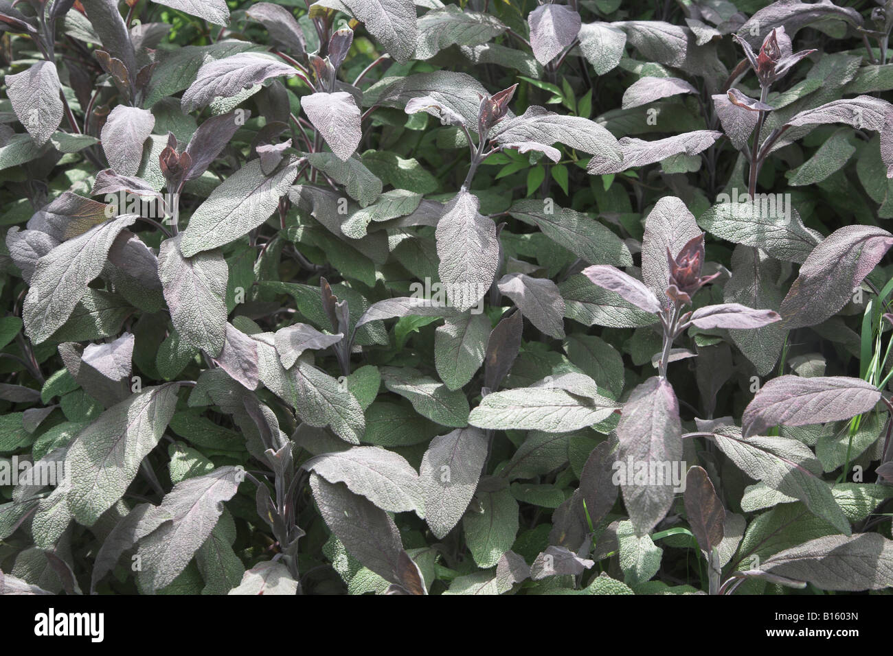 Purple Sage Plant High Resolution Stock Photography and Images - Alamy