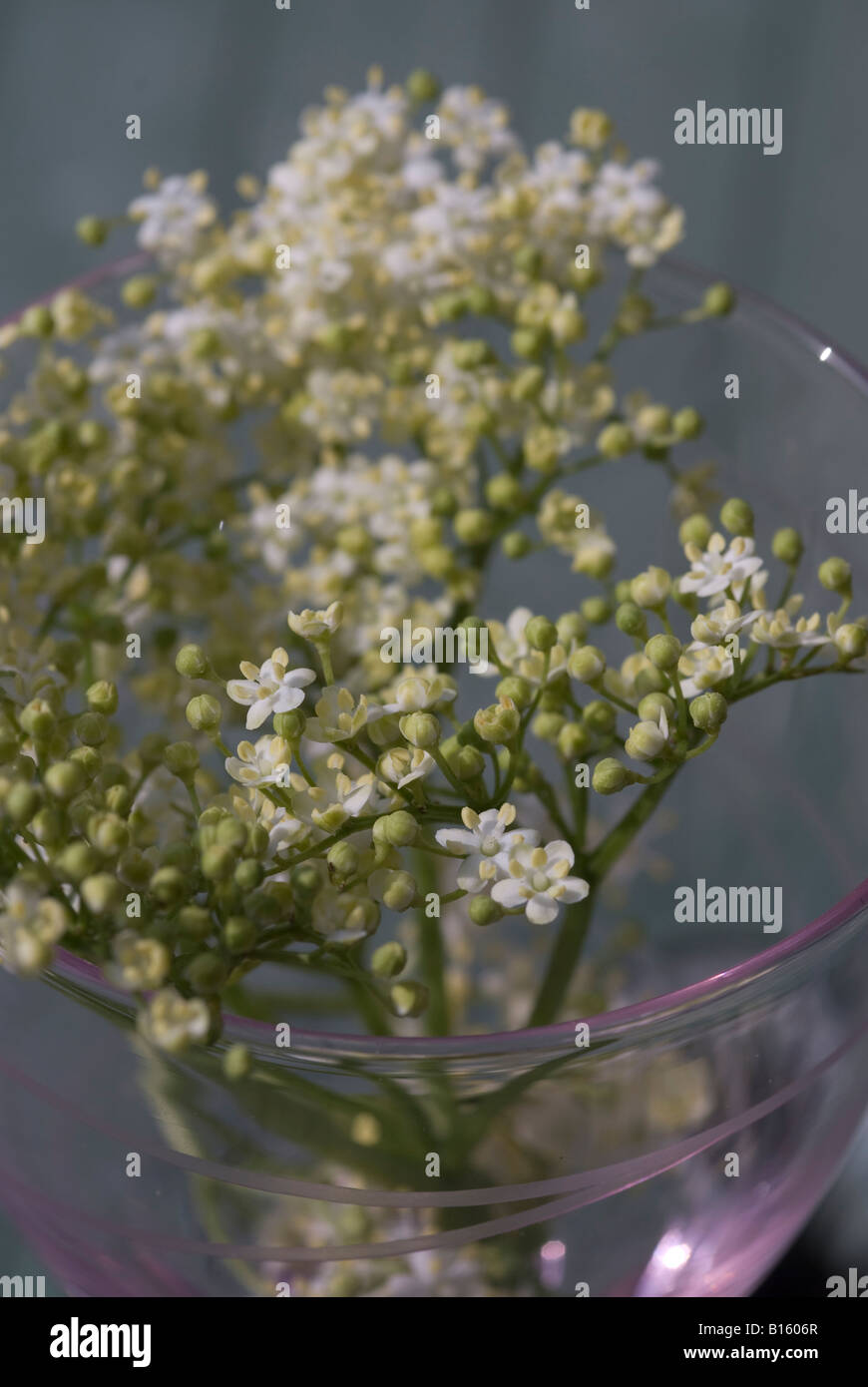 Elderflower buds hi-res stock photography and images - Alamy