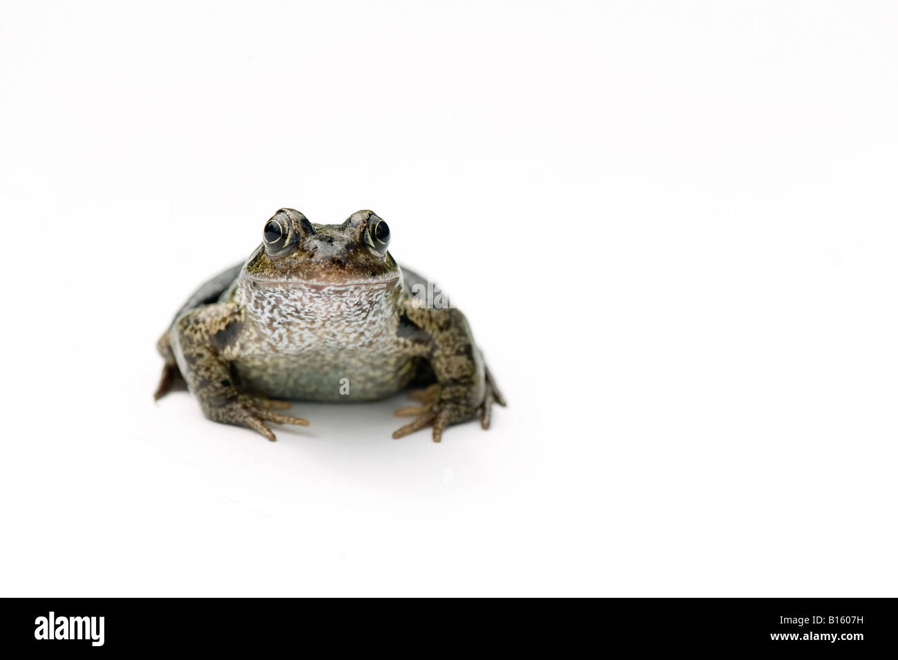 Common frog hi-res stock photography and images - Alamy
