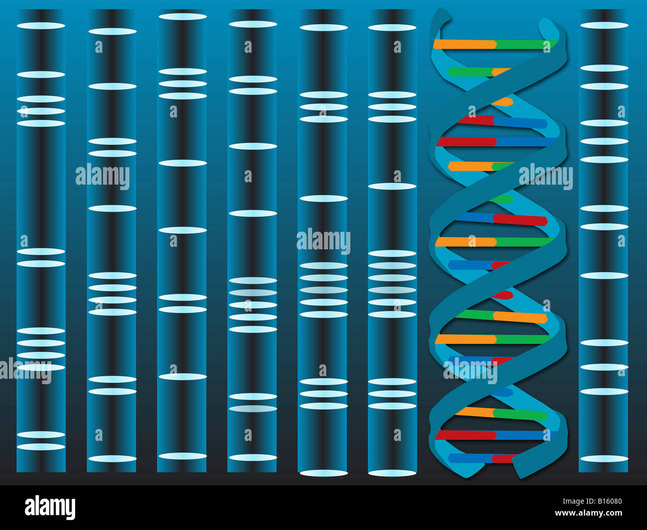 DNA and DNA portrait illustration Stock Photo - Alamy