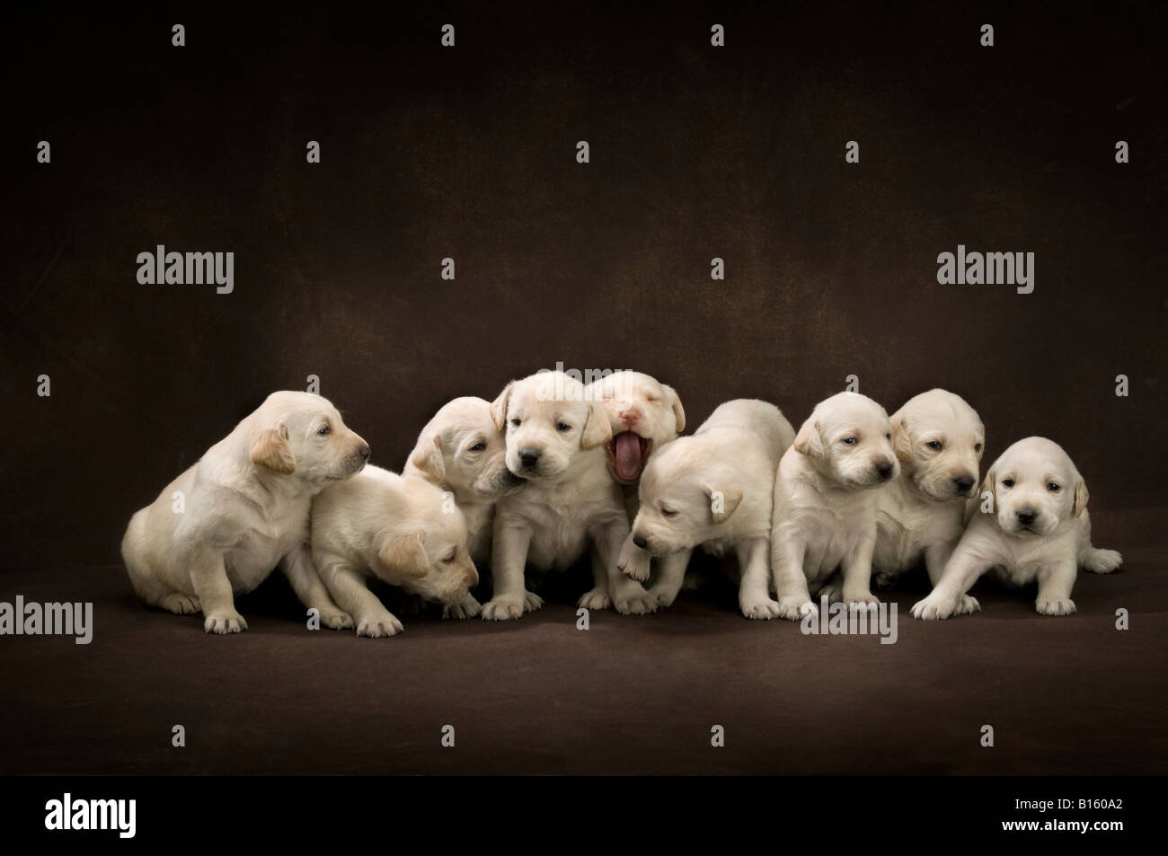 litter of nine labrador puppies at four weeks old Stock Photo - Alamy