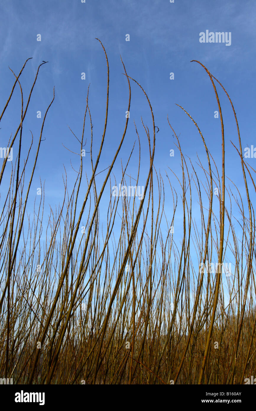 Willow rods hi-res stock photography and images - Alamy