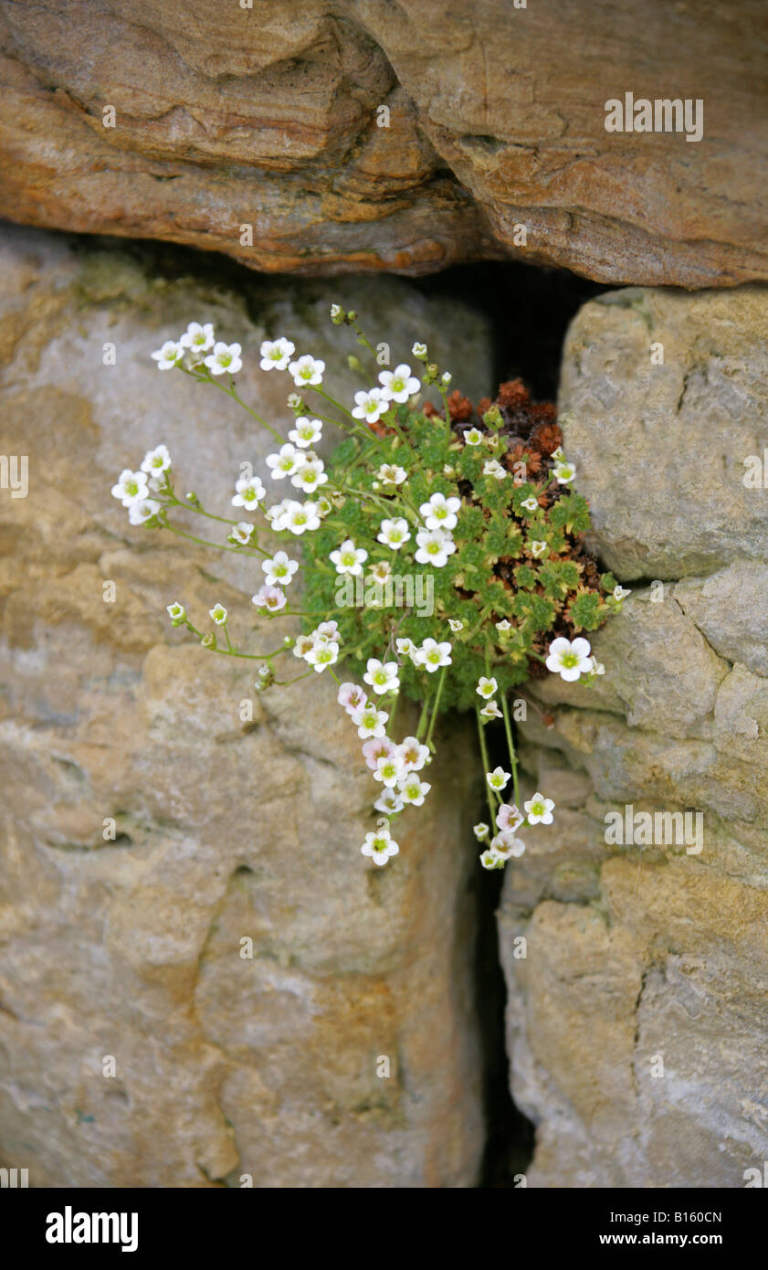 Saxifraga cebennensis, Saxifragaceae. France Stock Photo - Alamy