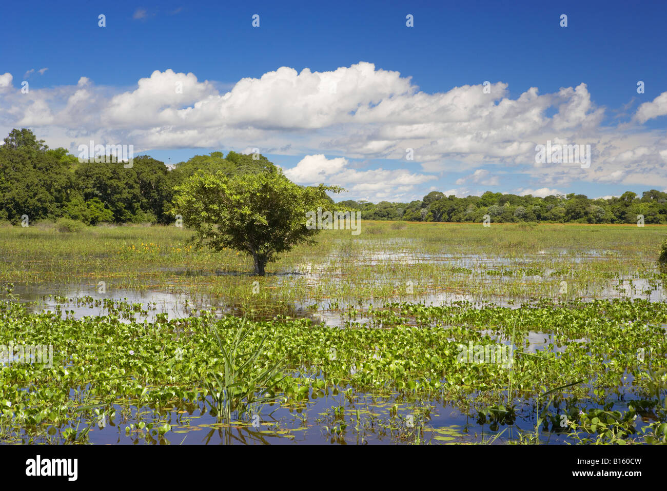 Wetlands tree hi-res stock photography and images - Alamy