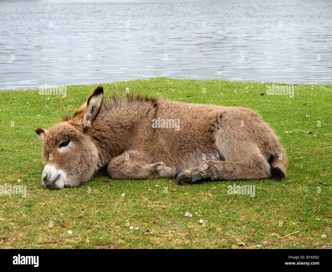 Young donkey at Beaulieu, New Forest, Hamphire UK Stock Photo - Alamy
