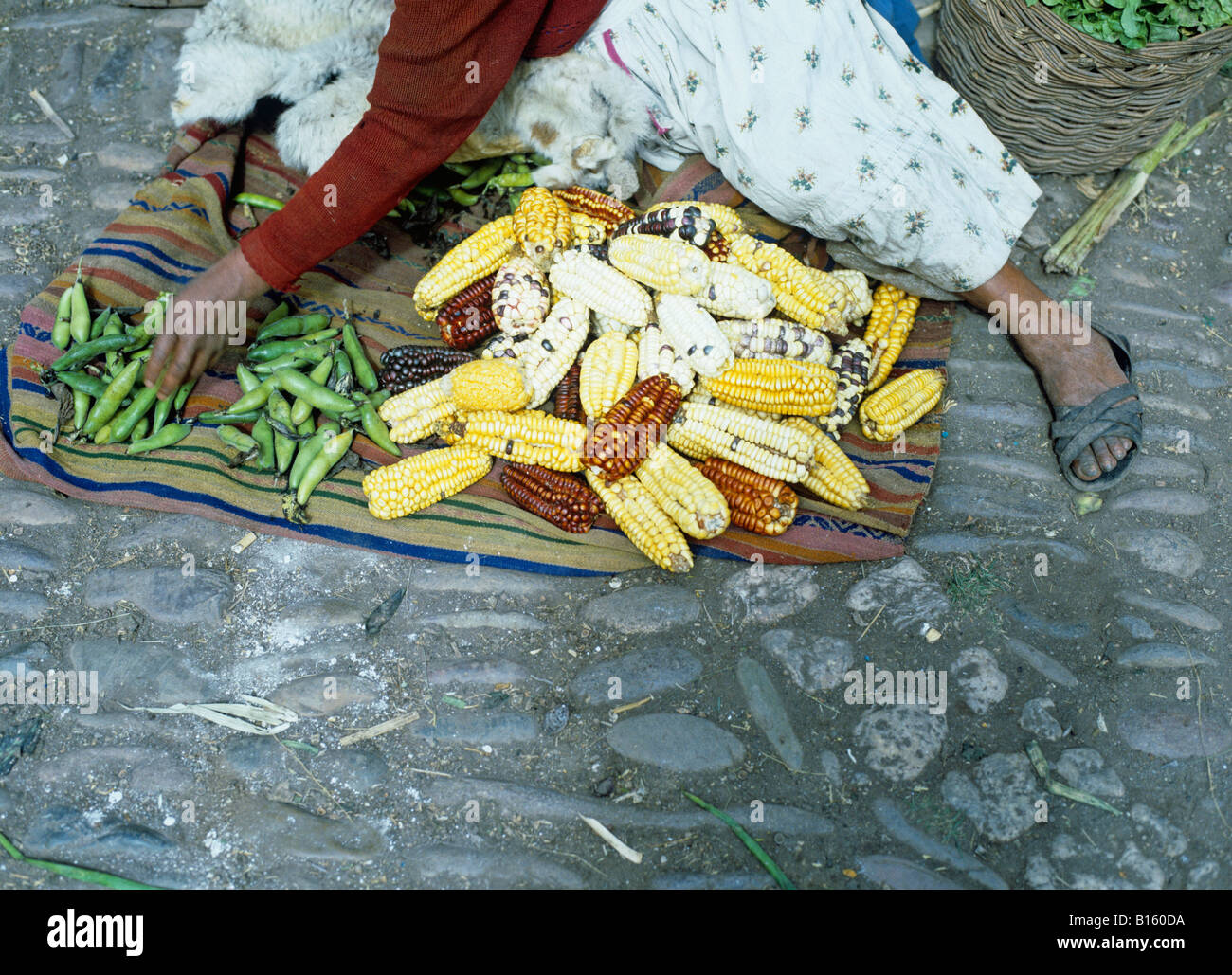 alfalfa pods and sweet corn at market village of pisac peru Stock Photo ...