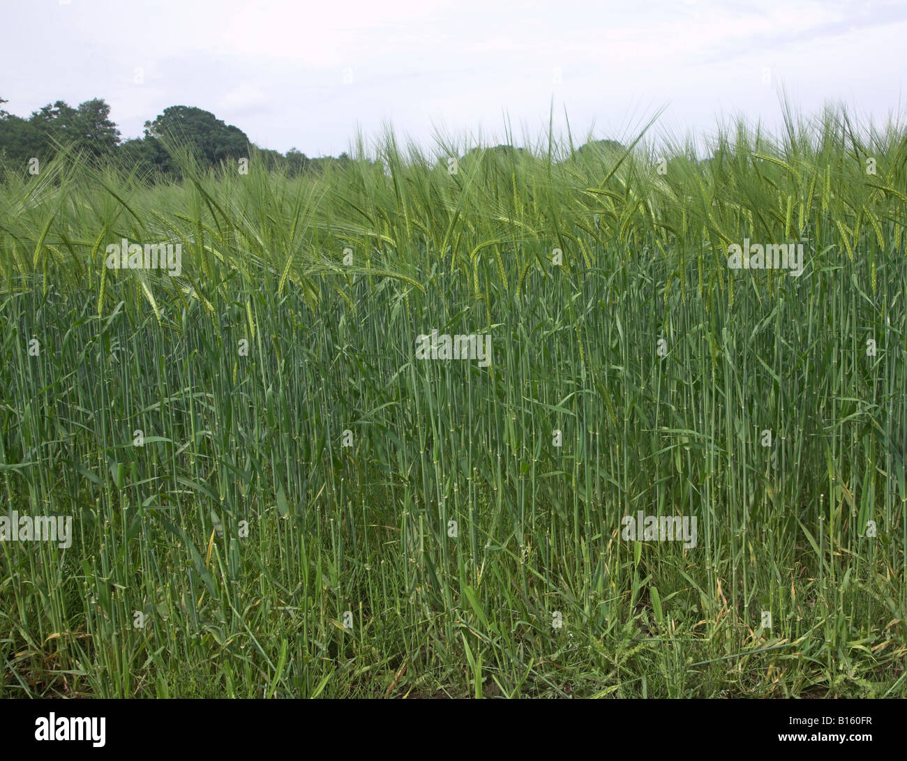 Young crop stalks hi-res stock photography and images - Alamy