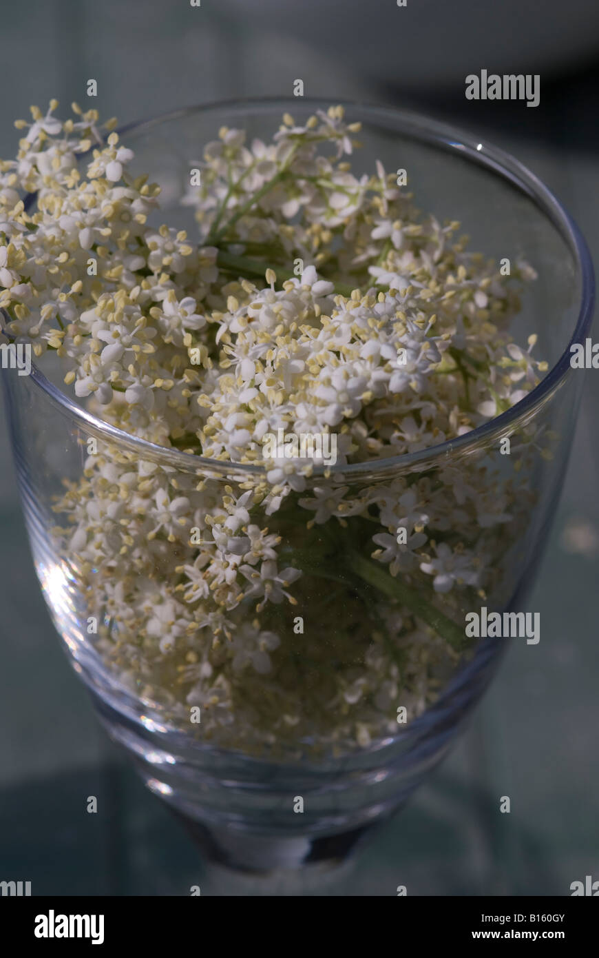 Elderflower buds hi-res stock photography and images - Alamy