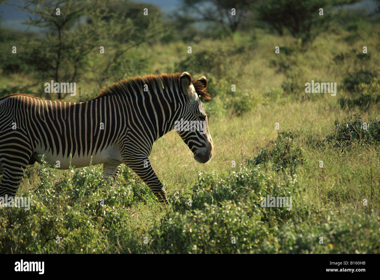 Zebra in Samburu Kenya Africa Stock Photo - Alamy