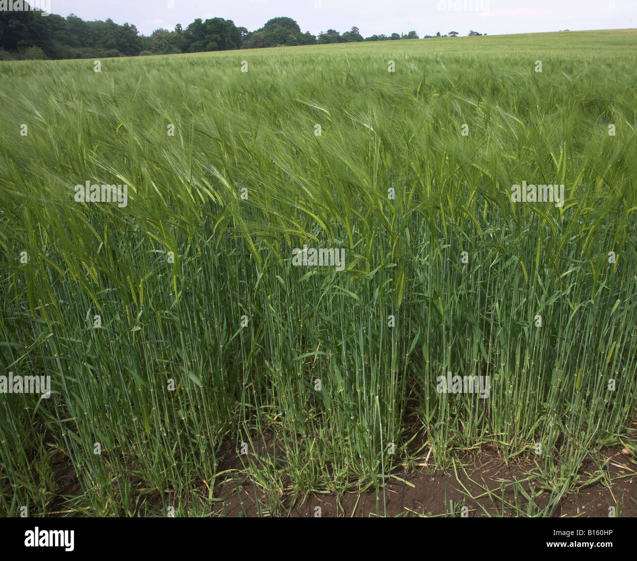 Green young barley in sloping field side view of stalks Stock Photo - Alamy