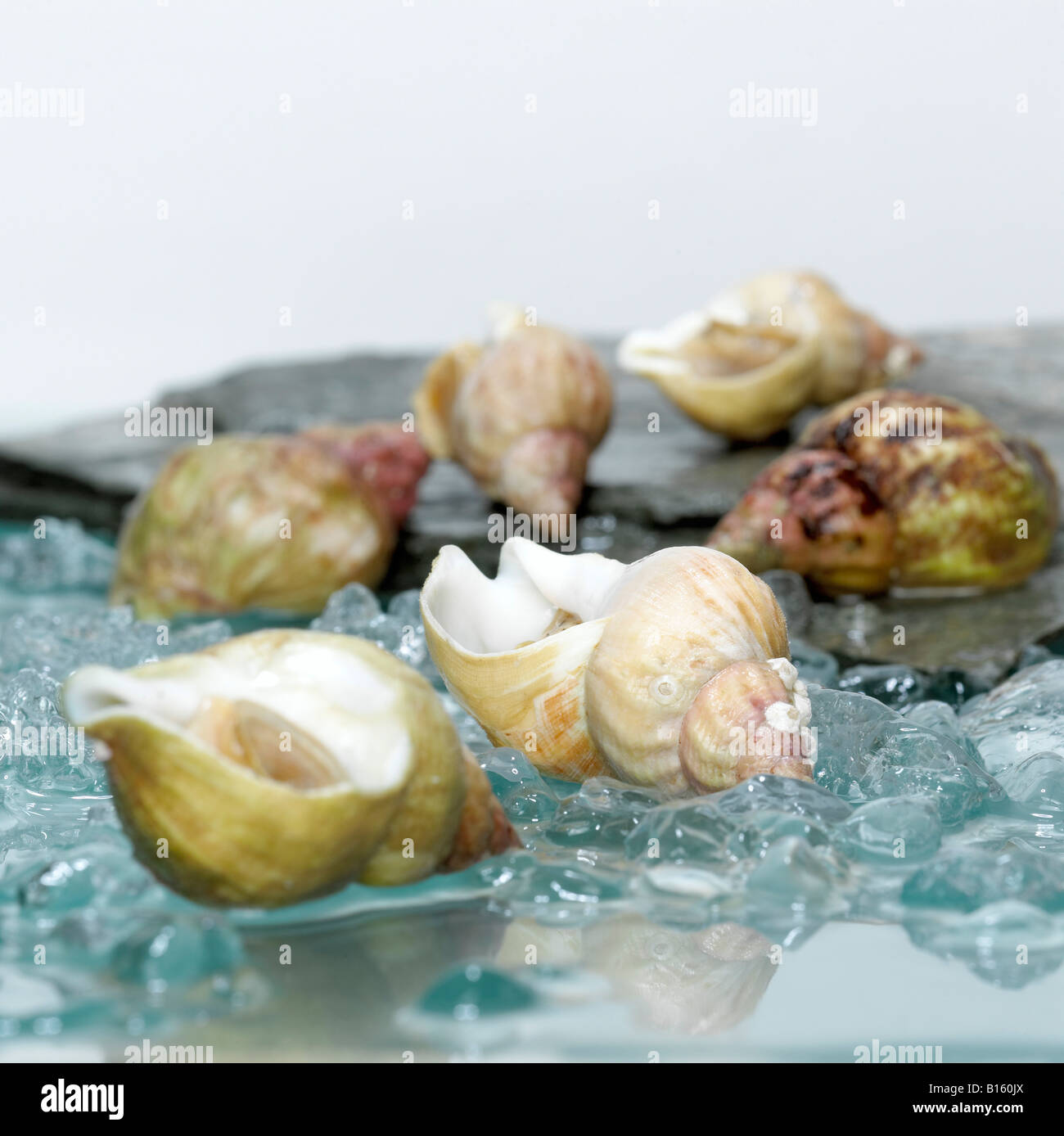 Ice snails hi-res stock photography and images - Alamy