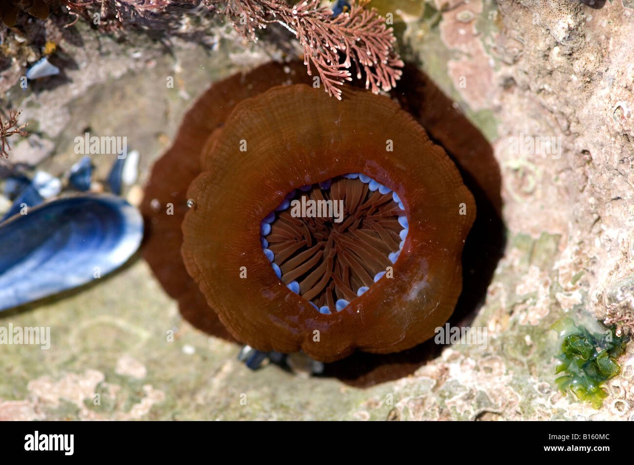 Sea Anemone in rockpool Gower Stock Photo - Alamy