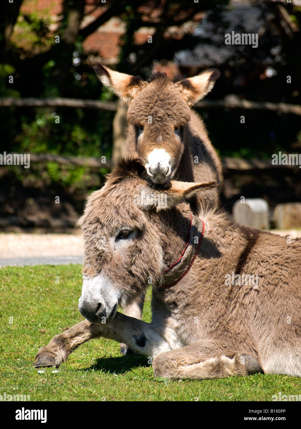 New forest donkey hi-res stock photography and images - Alamy