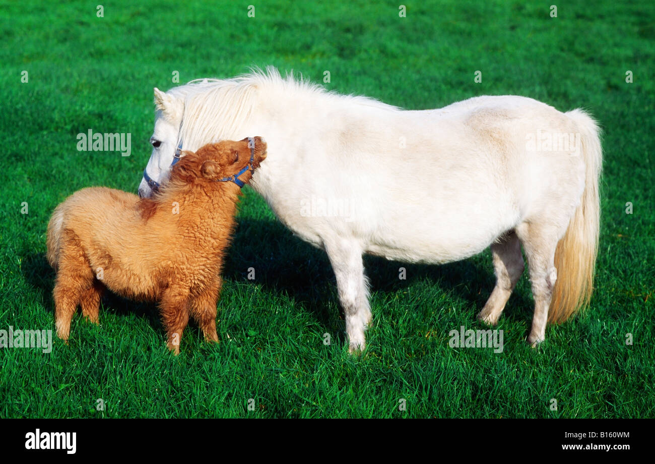 Shetland ponies no people hi-res stock photography and images - Alamy