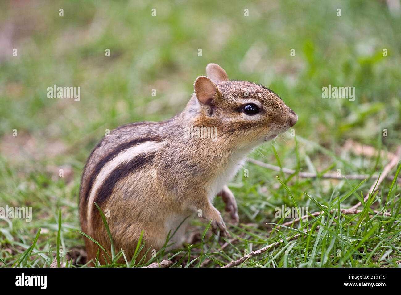 Smart chipmunk hi-res stock photography and images - Alamy