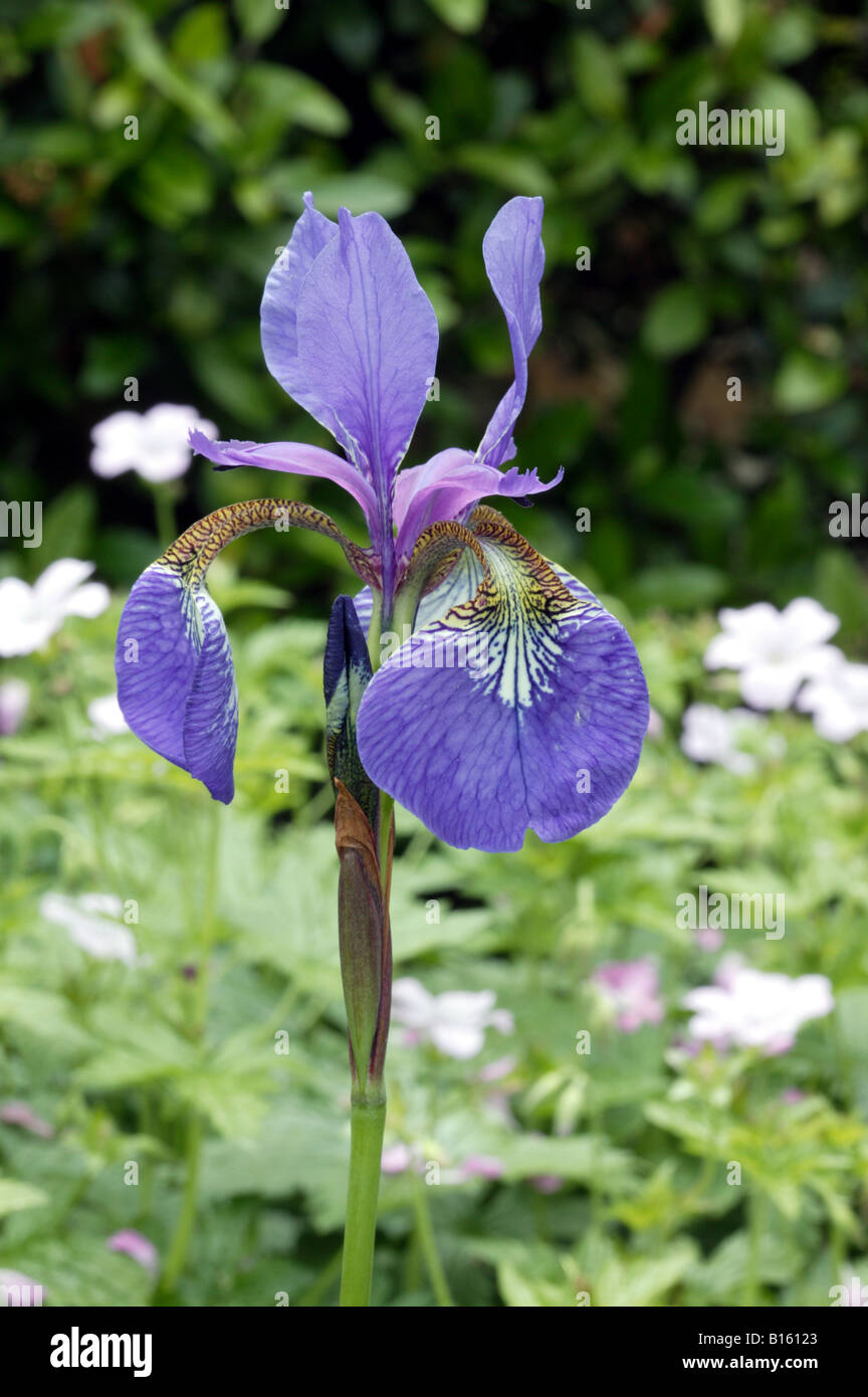 Iris versicolor hi-res stock photography and images - Alamy