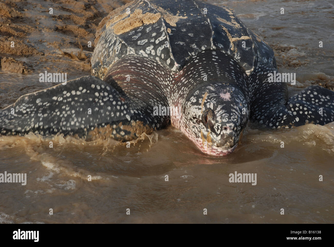 Giant Leatherback Sea Turtle Mouth